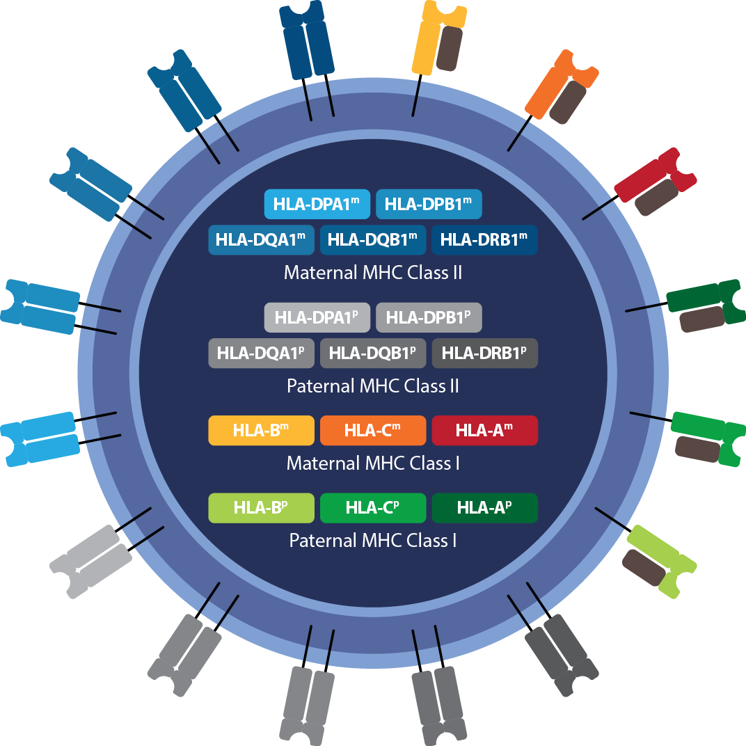 Human Leukocyte Antigen (HLA) | Caris Life Sciences